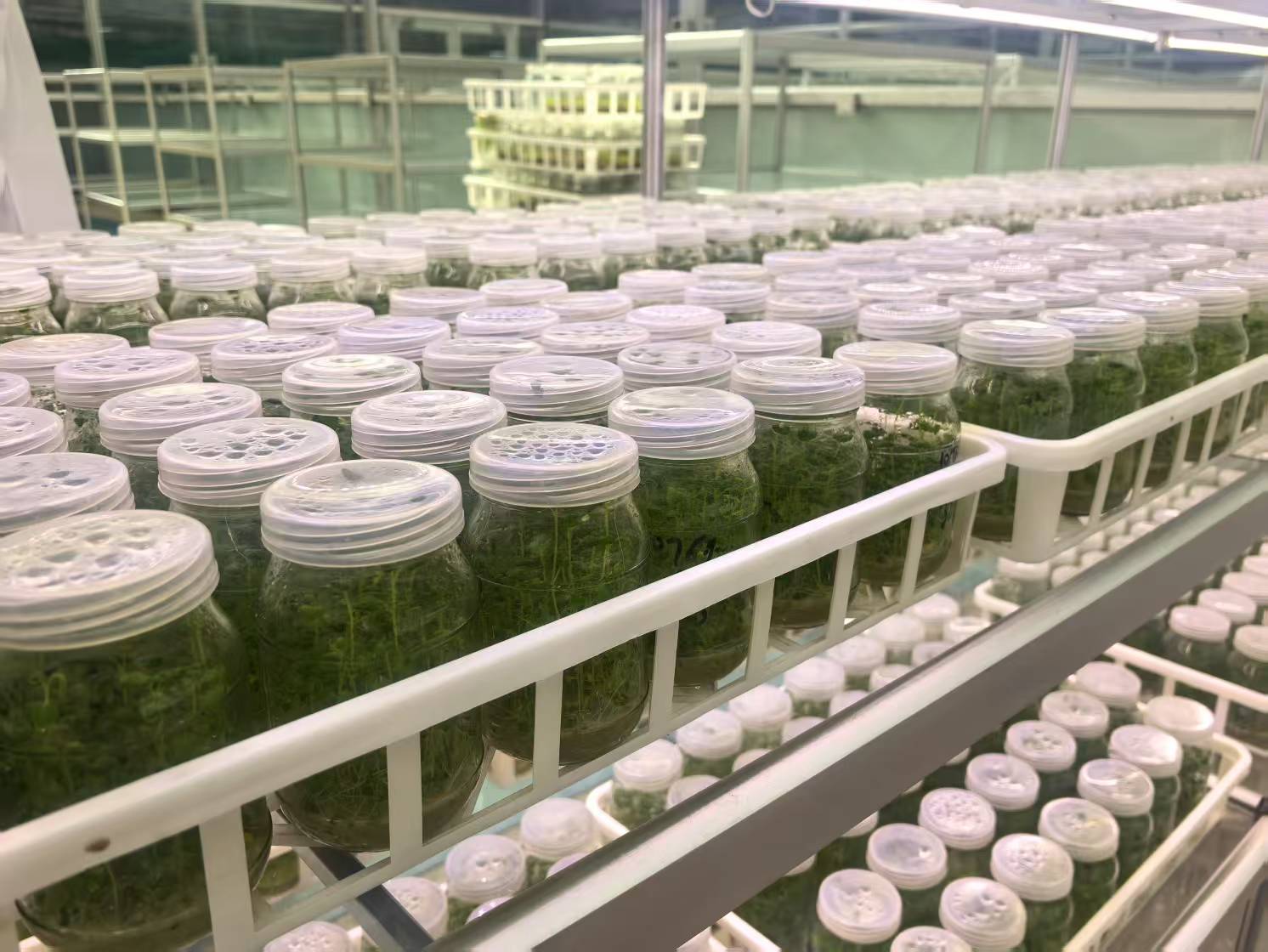 乌兰察布：科技犁铧耕沃野 “薯都”新景绘振兴