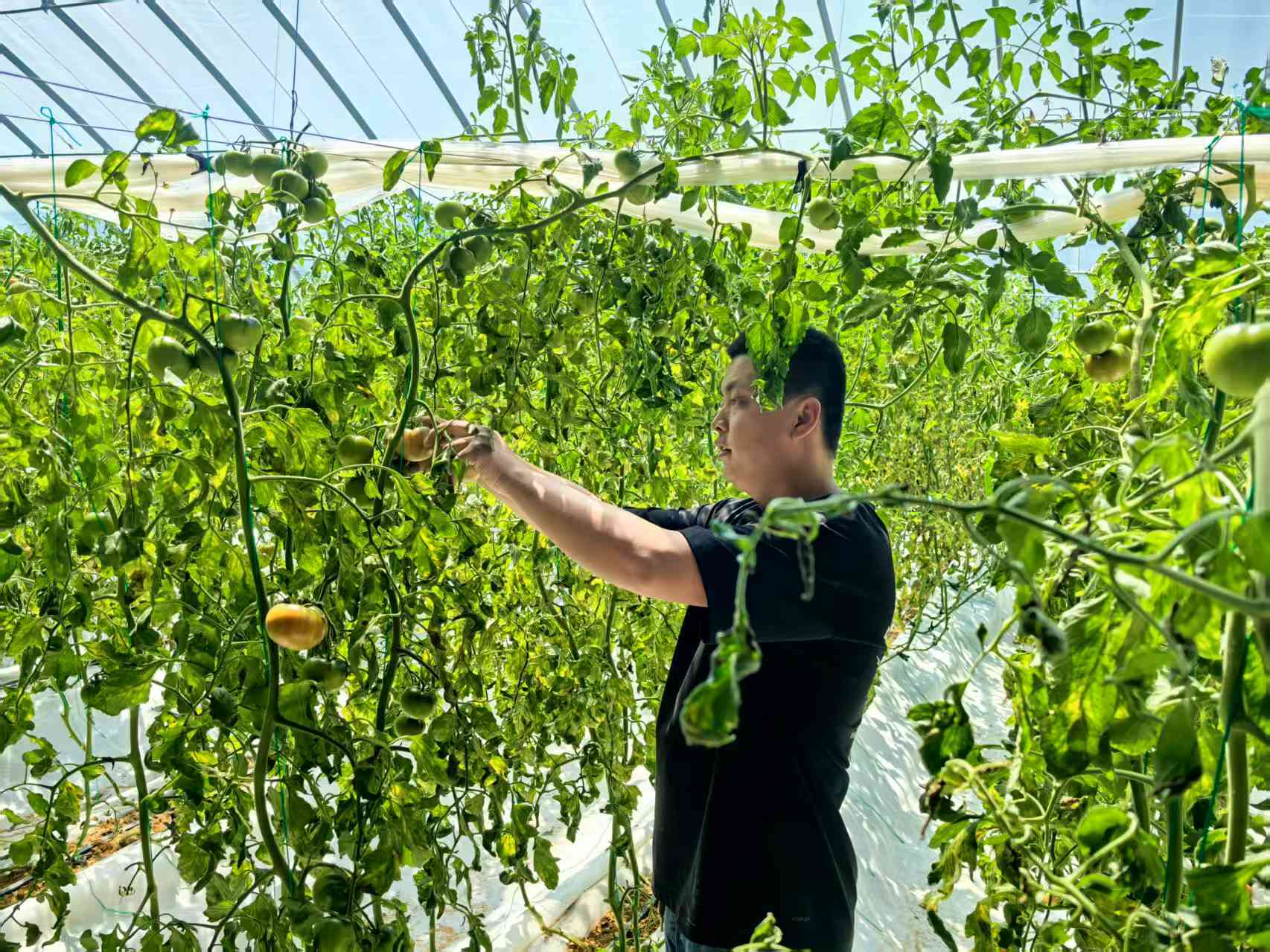 乌兰察布：科技犁铧耕沃野 “薯都”新景绘振兴